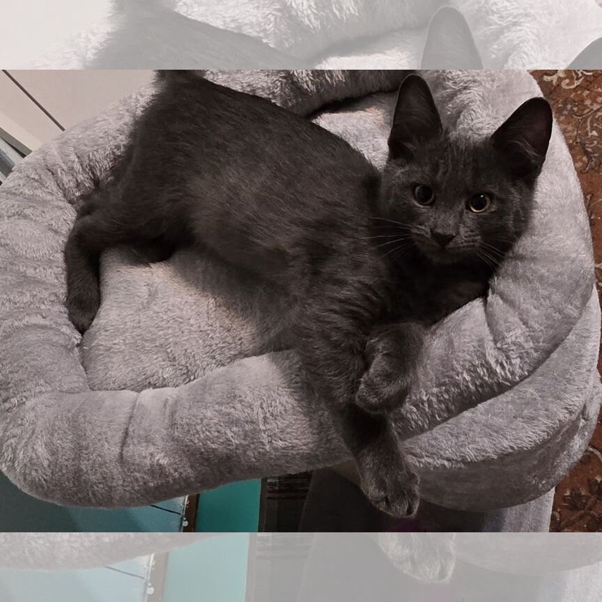 Котёнок