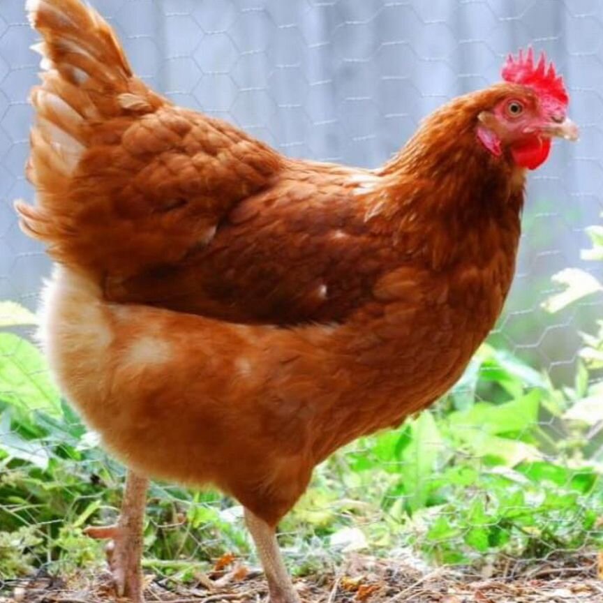 Куры несушки