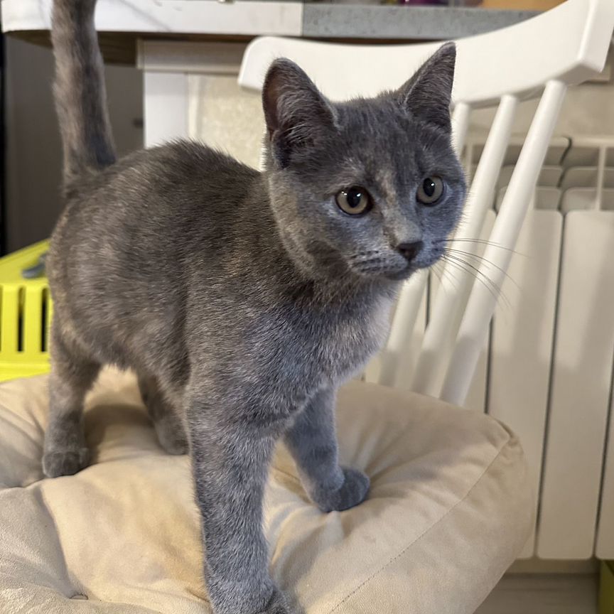 Британский короткошёрстный котёнок