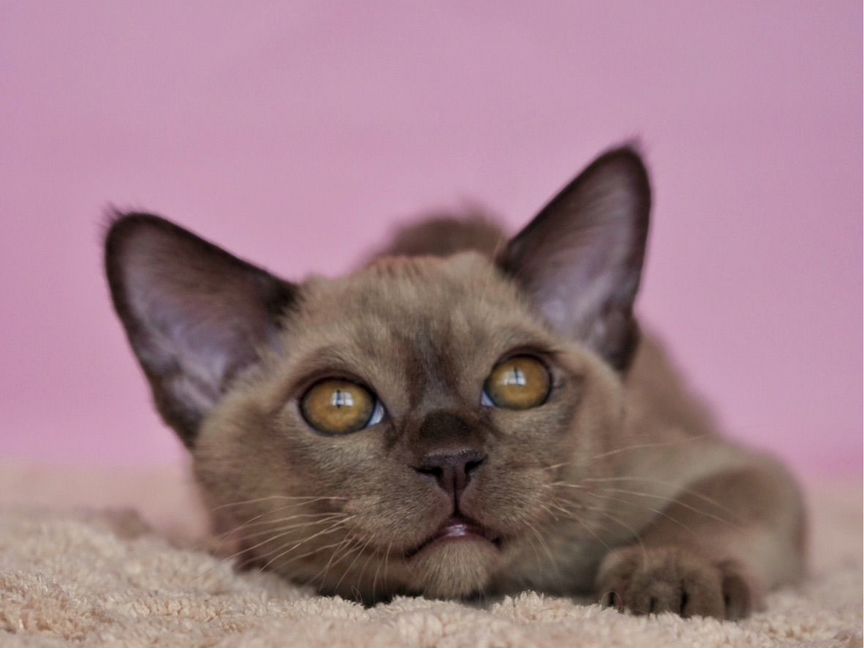 Европейская бурма котенок