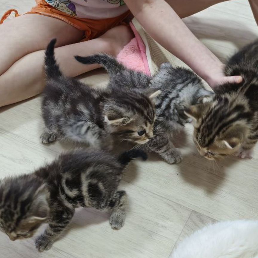 Британские котята черепаховые