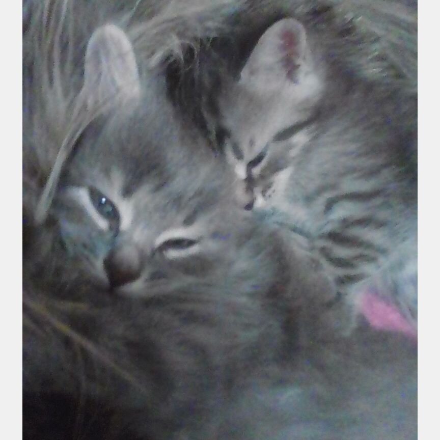 Домашние животные бесплатно