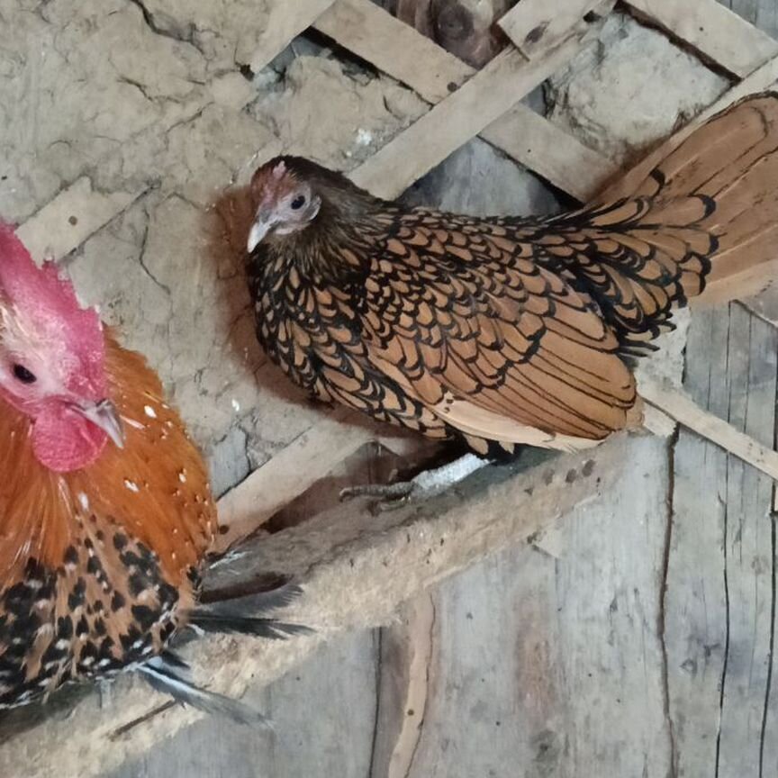 Мини петушок и курочка