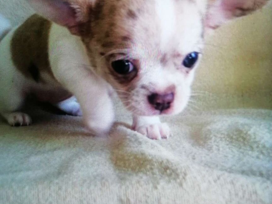 Мерлешечки