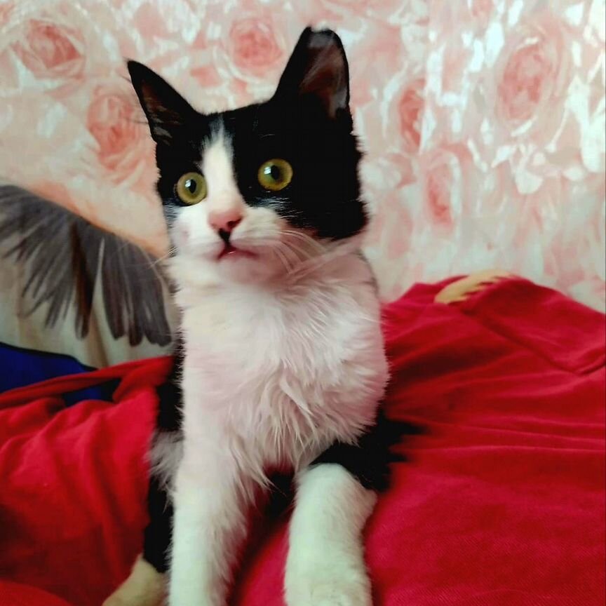 Ласковая ласкуша Ласка