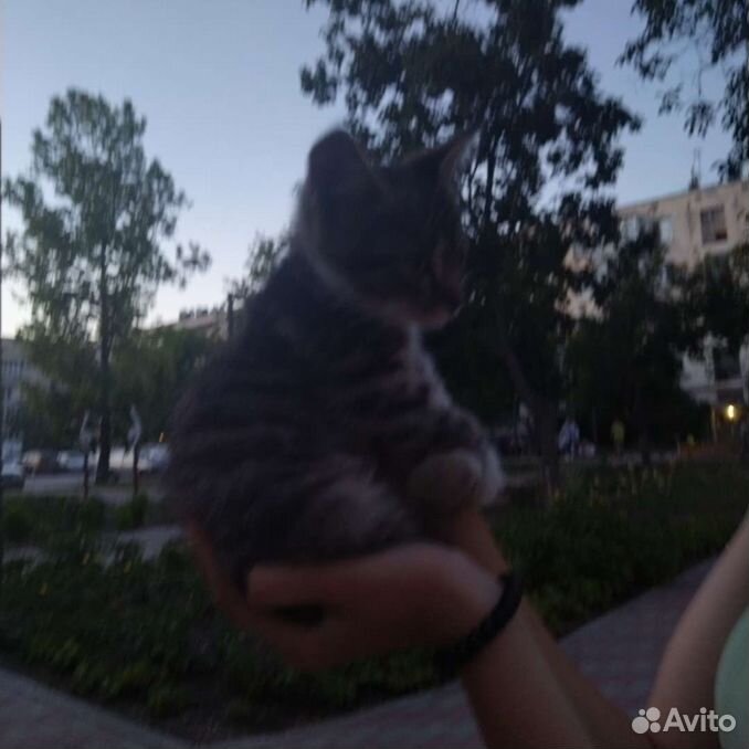 Котята крымские