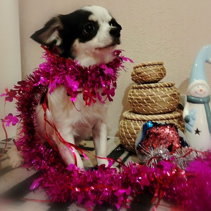 Щенки чихуахуа