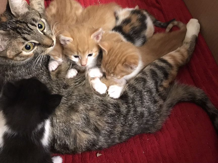 Кошки
