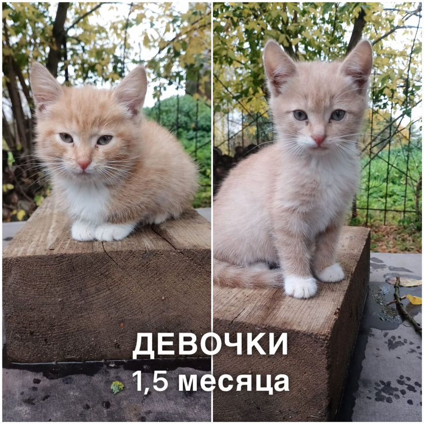 Котята