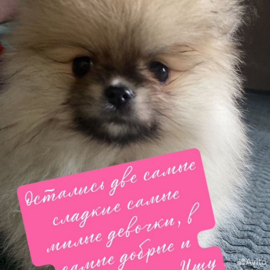 Щенки шпица