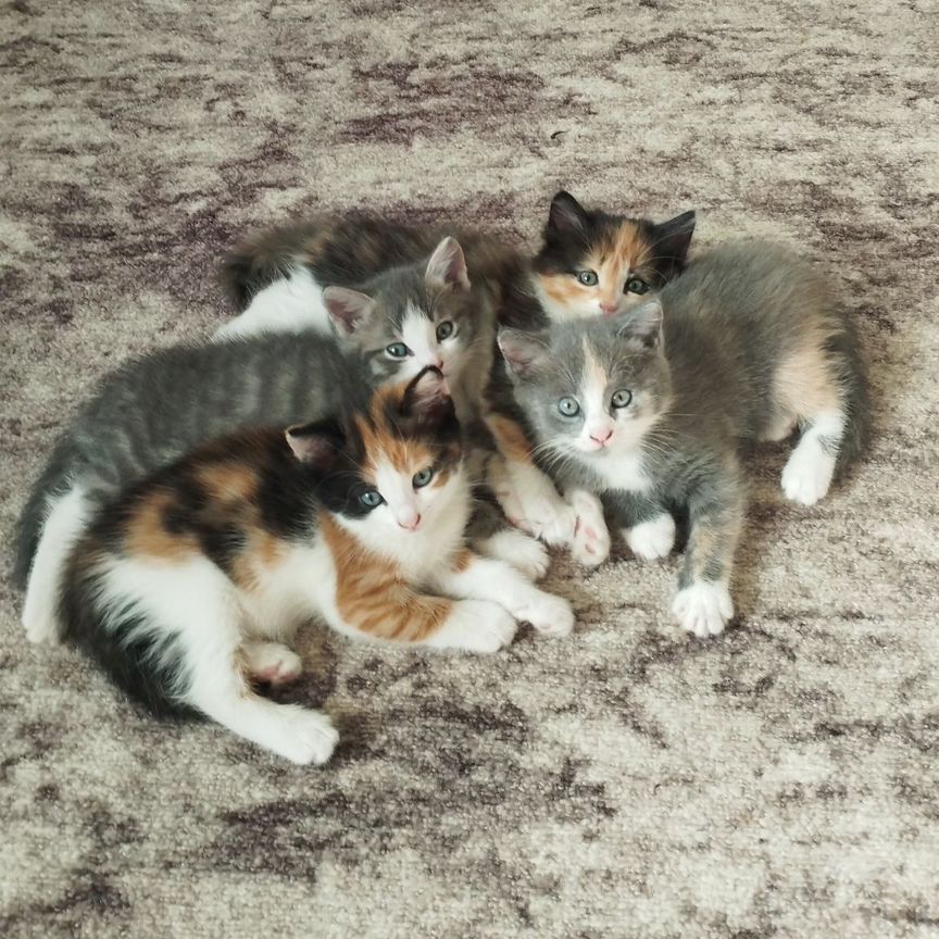 Кошки