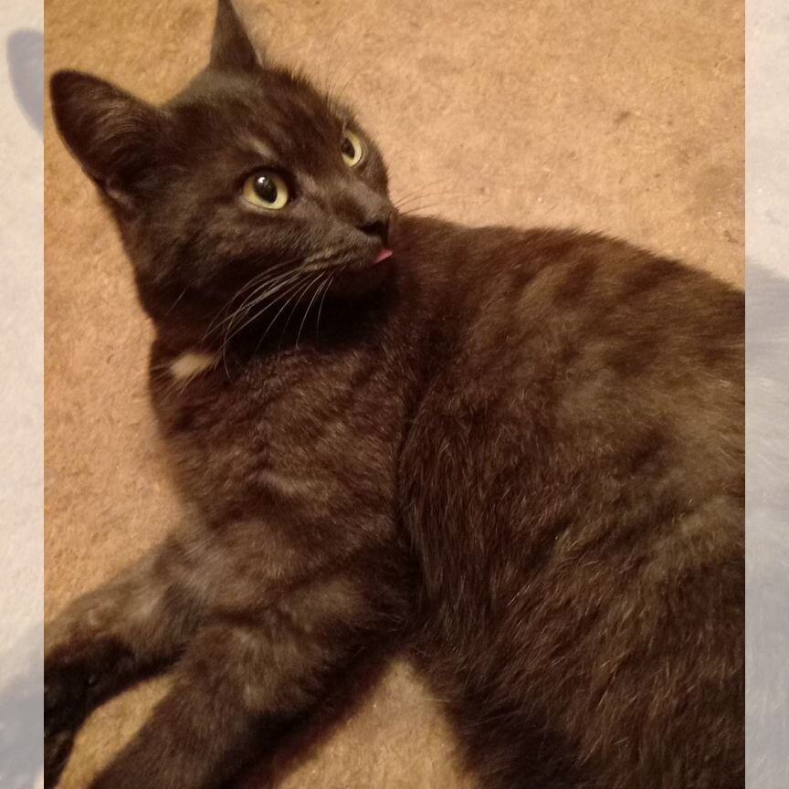 Отдам бесплатно кота