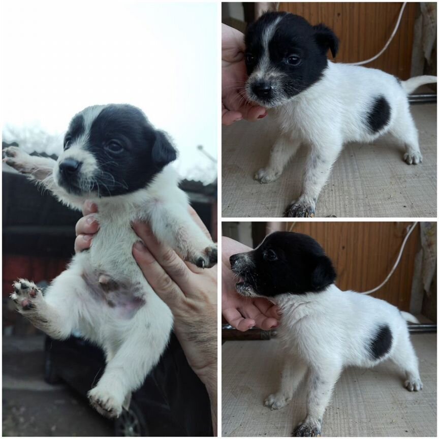 Щенки бесплатно