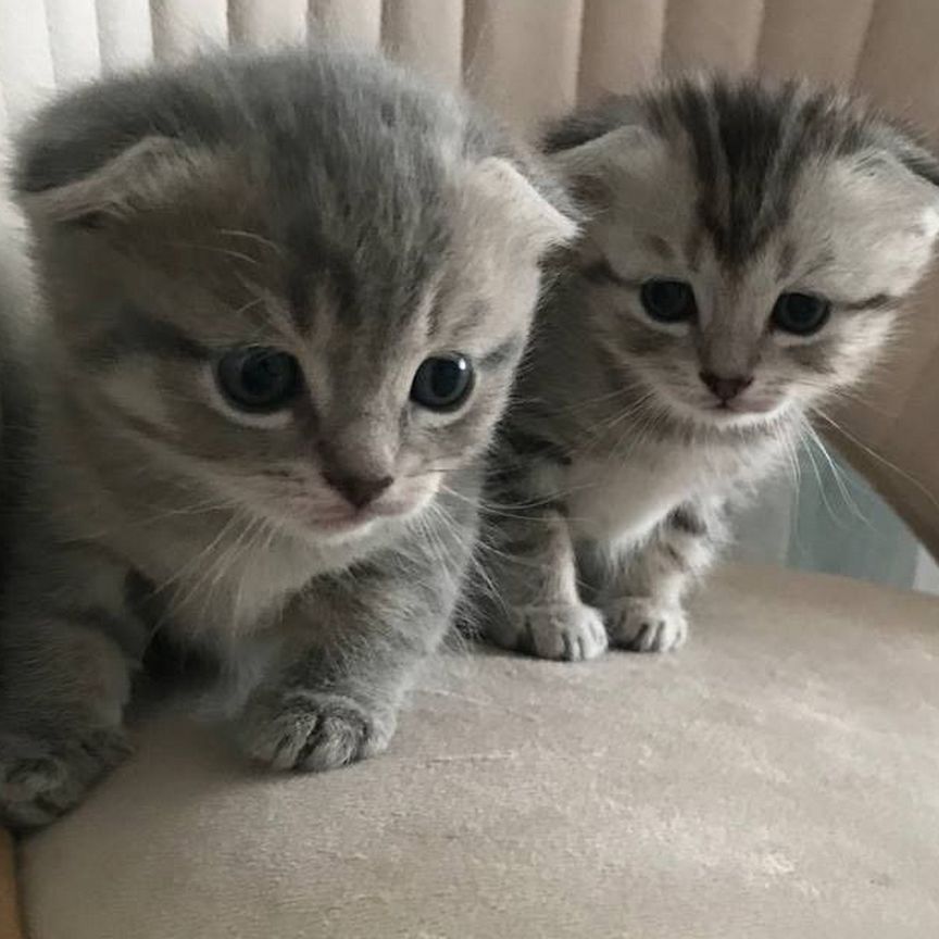 Котята шотландские вислоухие
