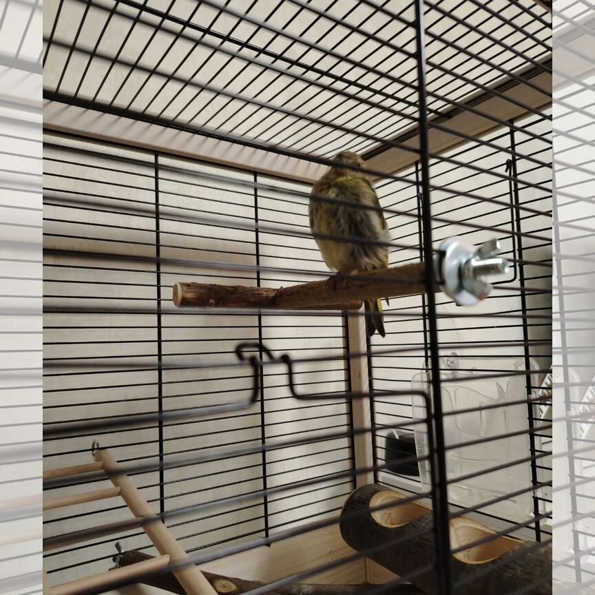 Продаю птицу чиж мальчик