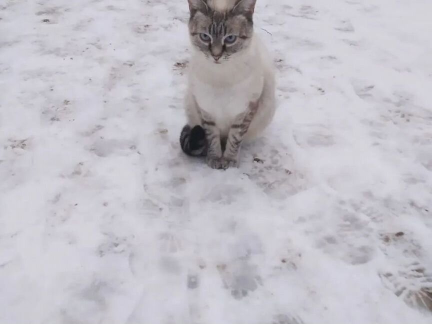 Тайская кошка в добрые руки бесплатно
