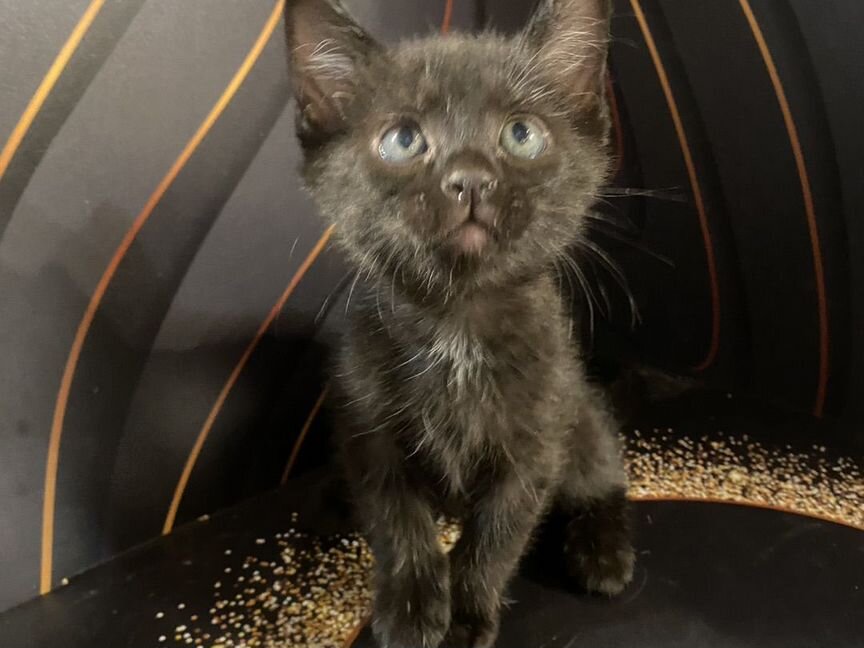 Кошка