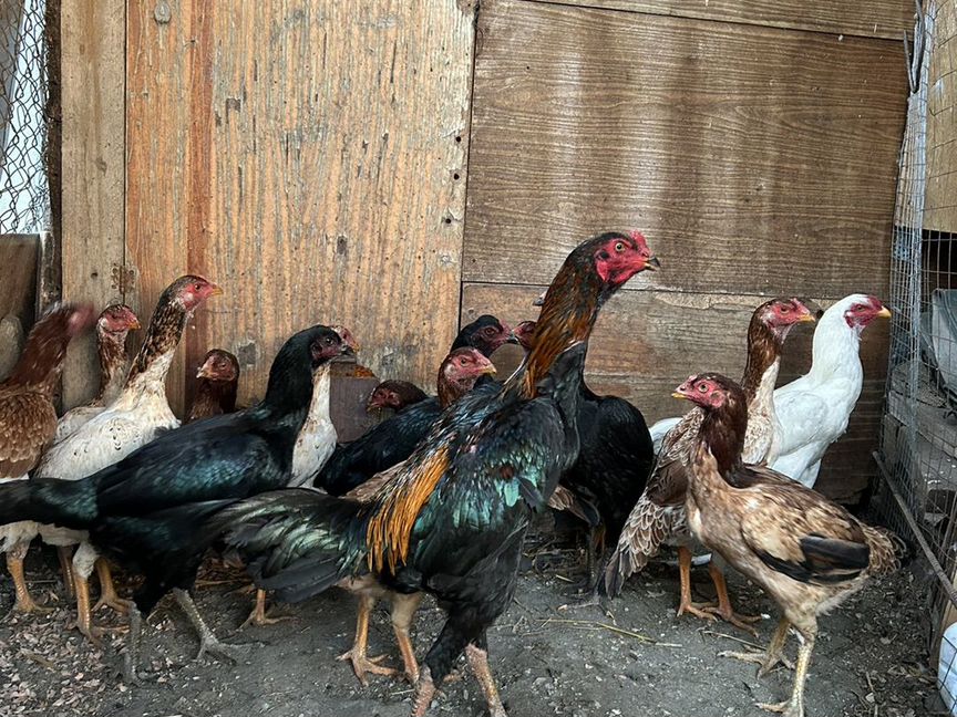 Бойцовые куры