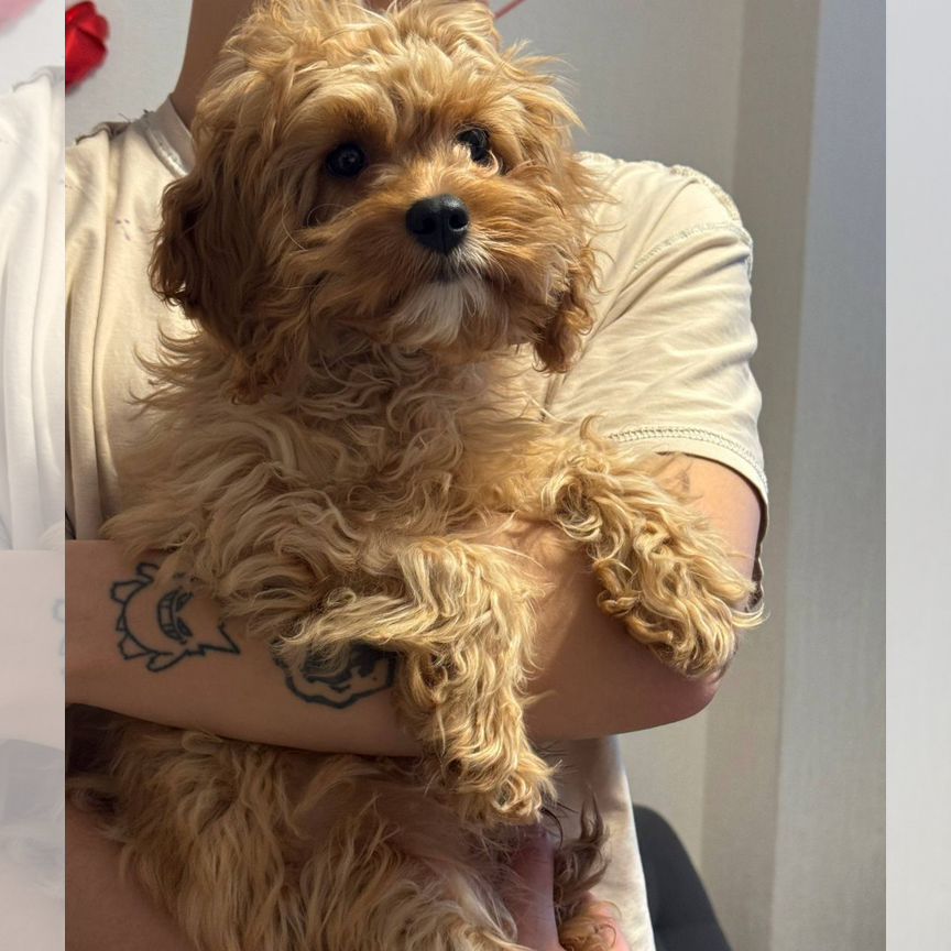 Мальтипу, щенок