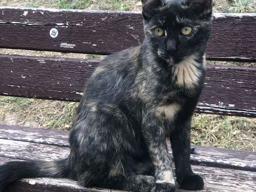 Кошку выкинули на смерть