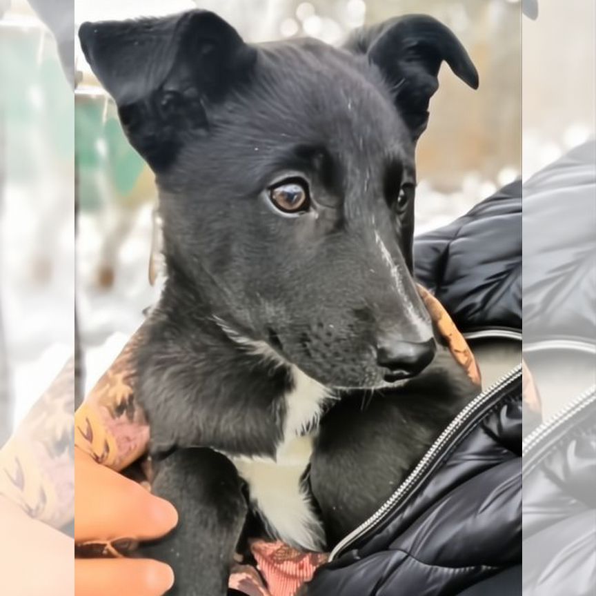 Щенок в добрые руки