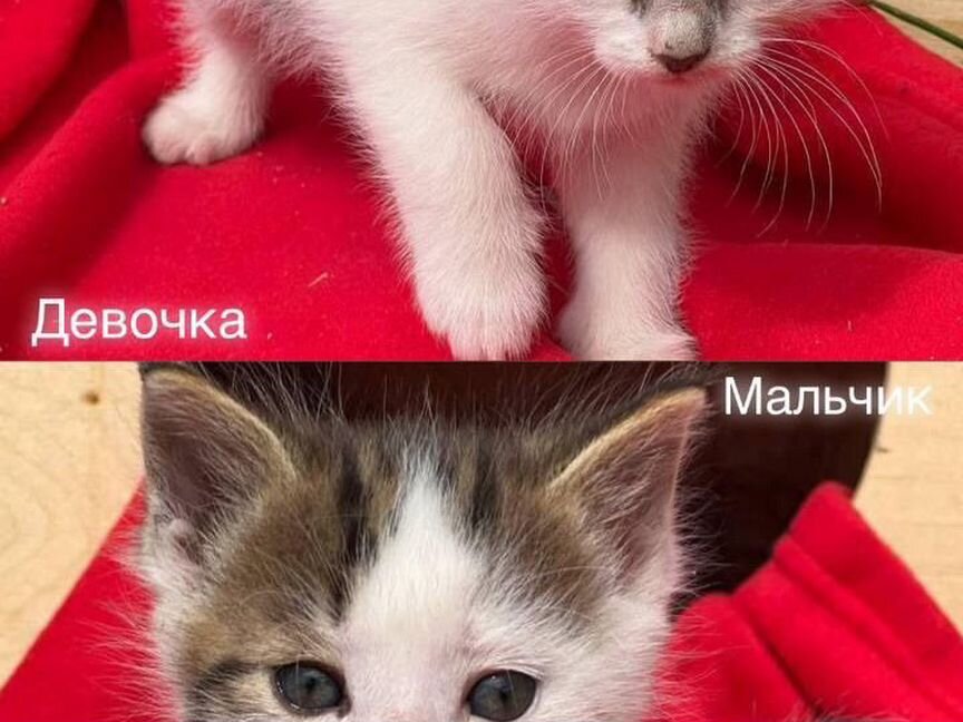 Котята милашки ждут своих котородителей