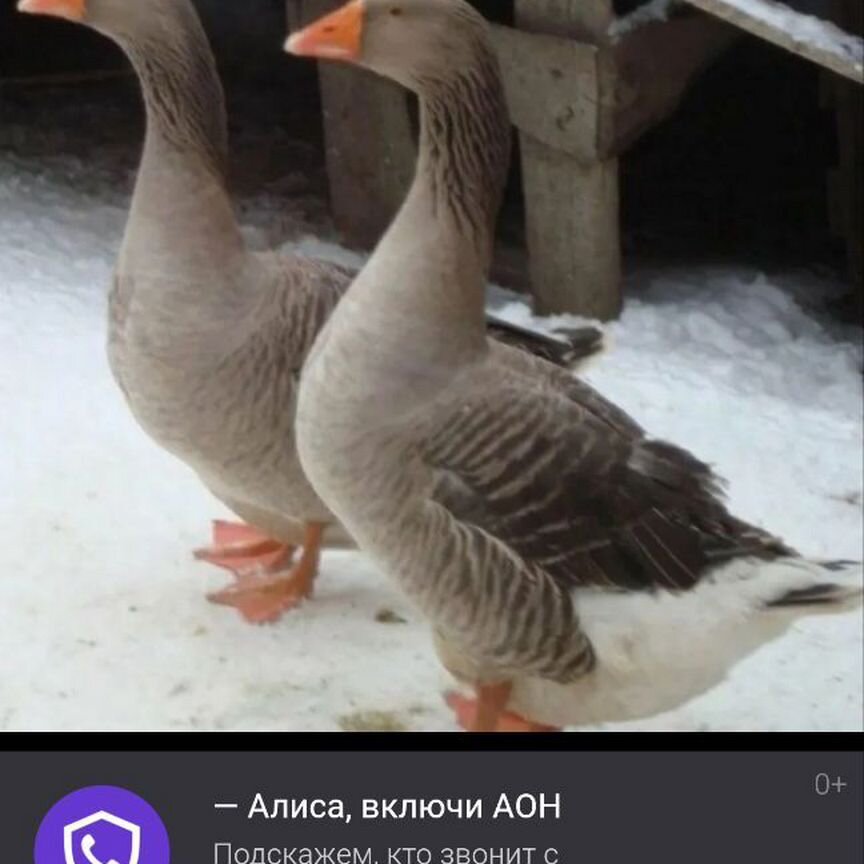 Гуси