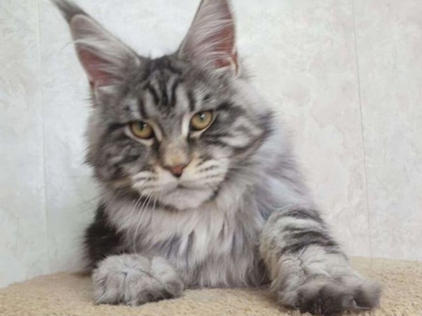 Мейн-кун котик