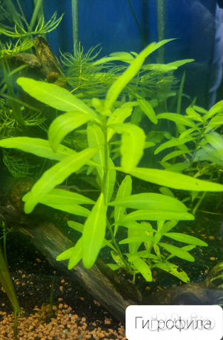 Аквариумные растения