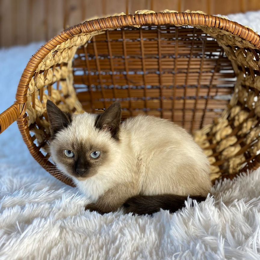 Сиамские котята в добрые ответственные ручки