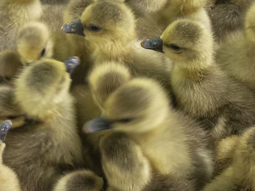 Гусята гуси куры бройлеры комбикорм