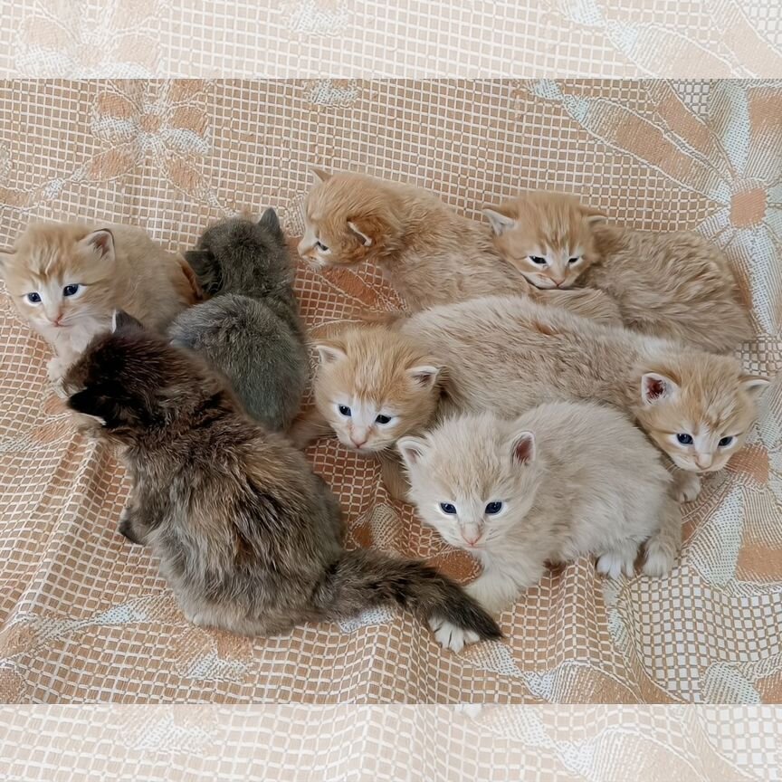 Мейн-кун котёнок