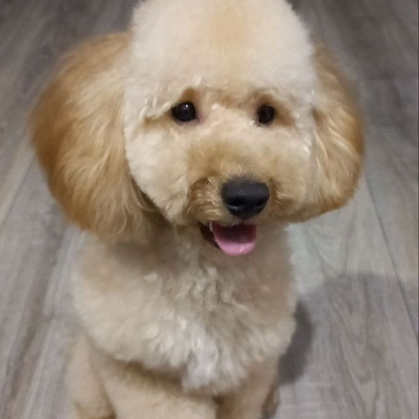 Мини пудель; Вязка