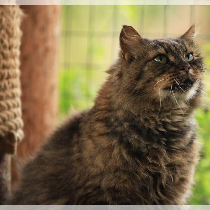 Васька счастливчик