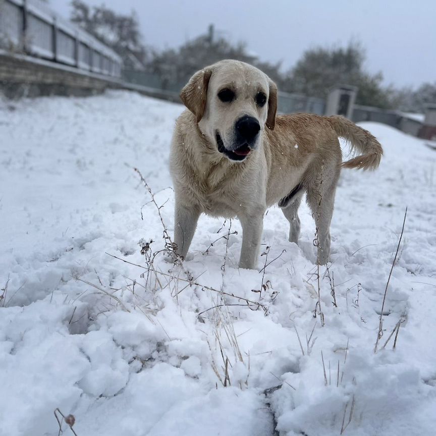 Найден лабрадор