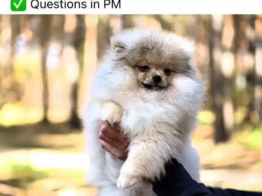 Мимишка