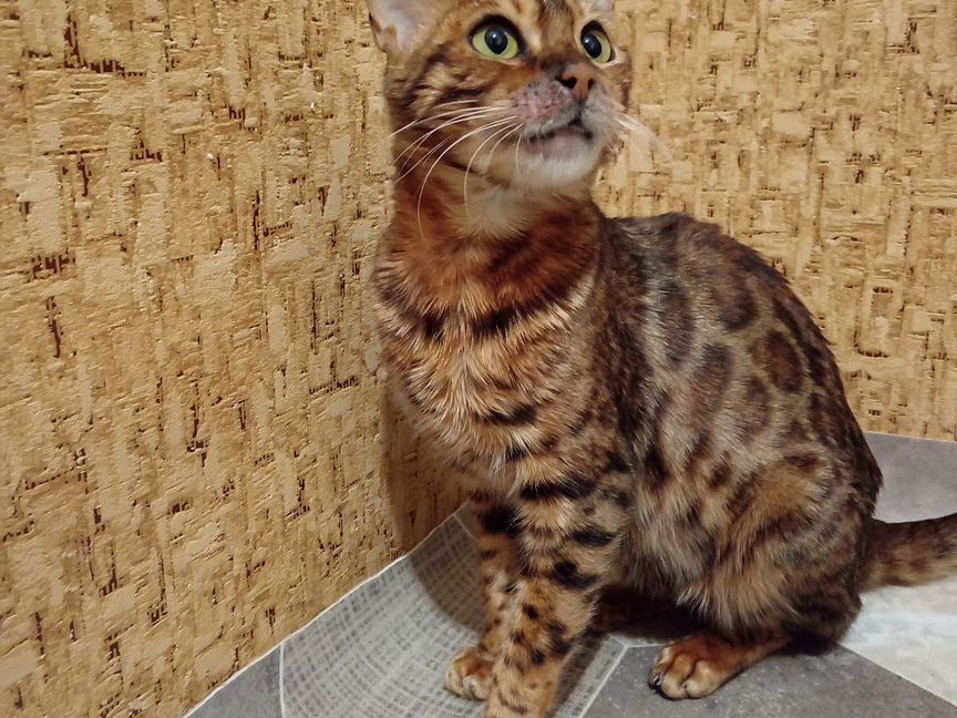 Бенгальская кошка бесплатно