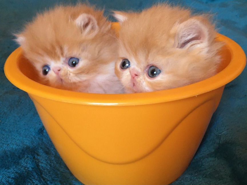 Персидские котята