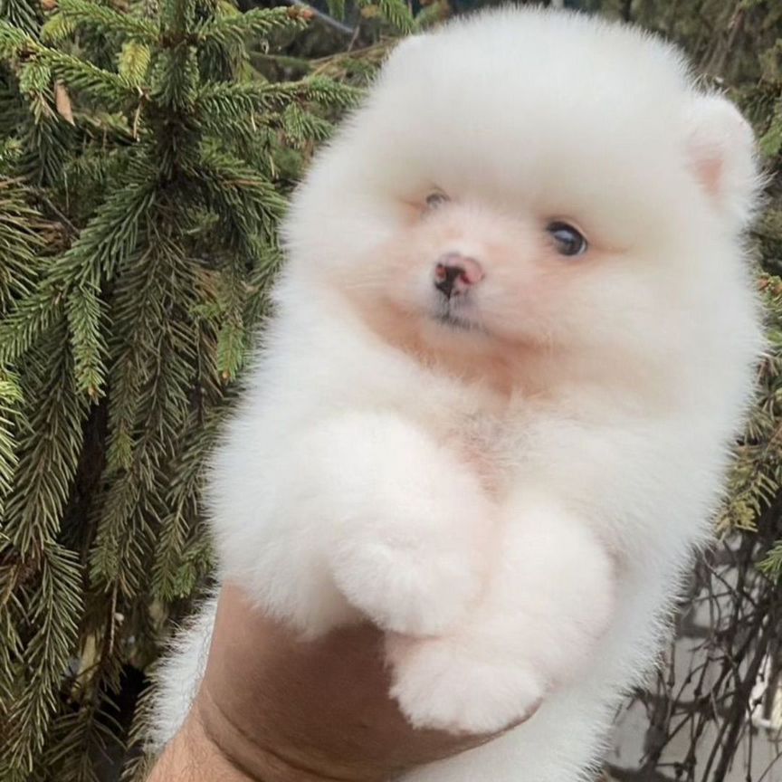 Померанский шпиц