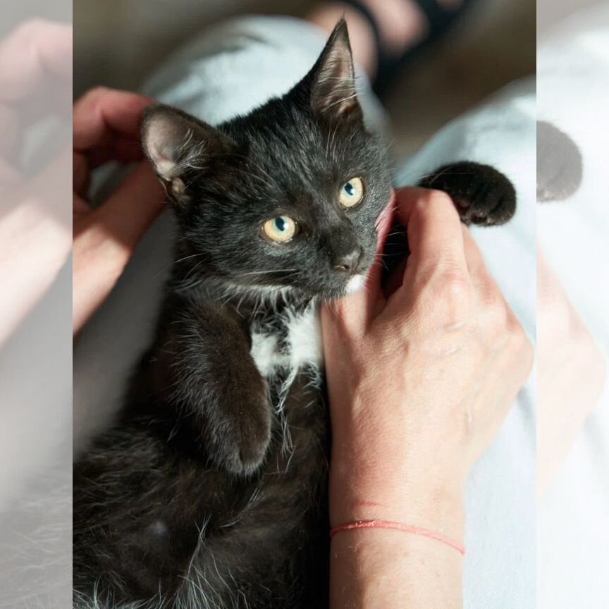 Взрослая, кошка в добрые руки