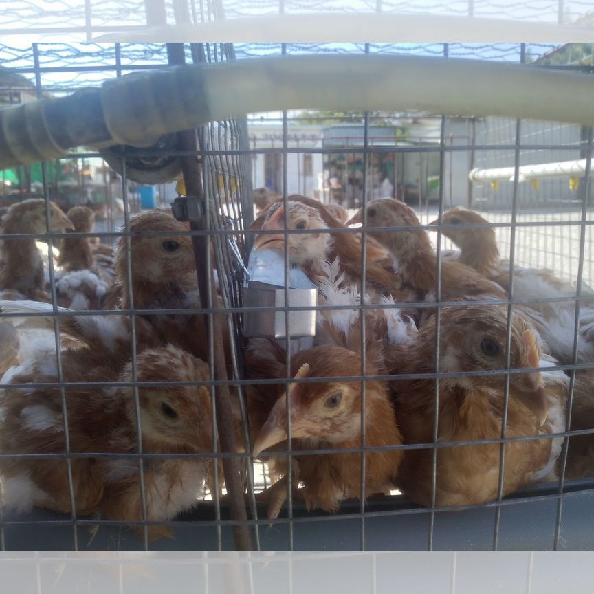 Продам молодых кур несушек