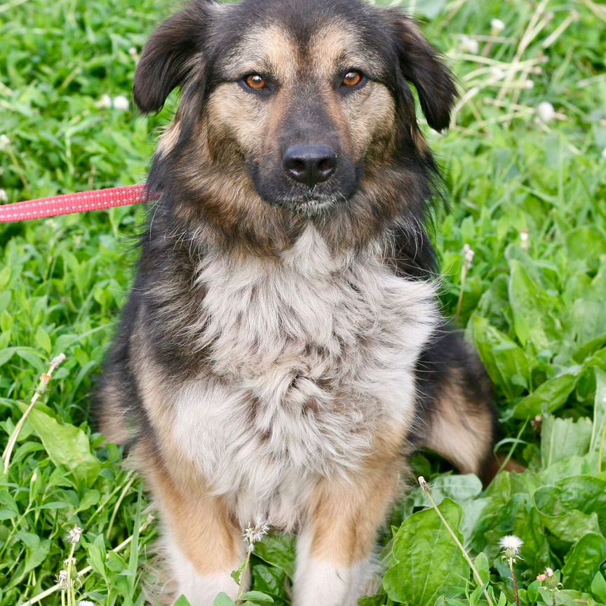 Собака Лара ищёт дом