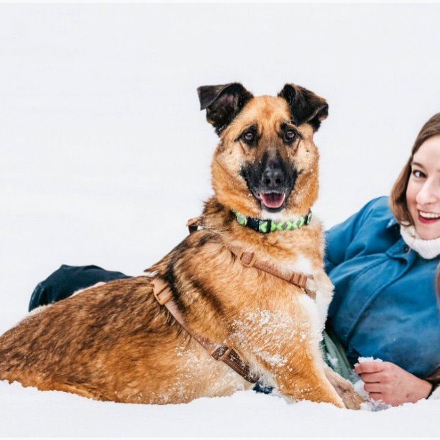 Взрослая собака в добрые руки