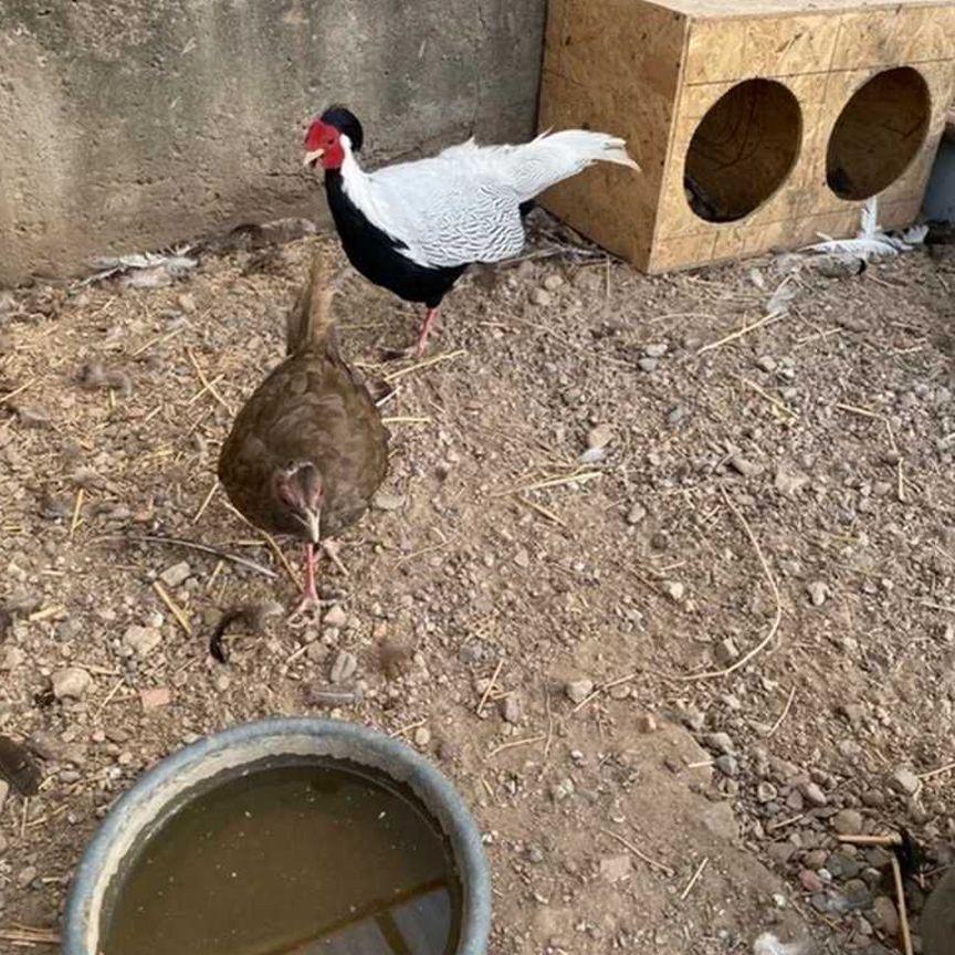 Фазаны серебро