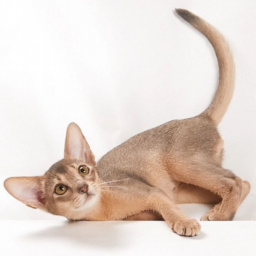 Абиссинские котята