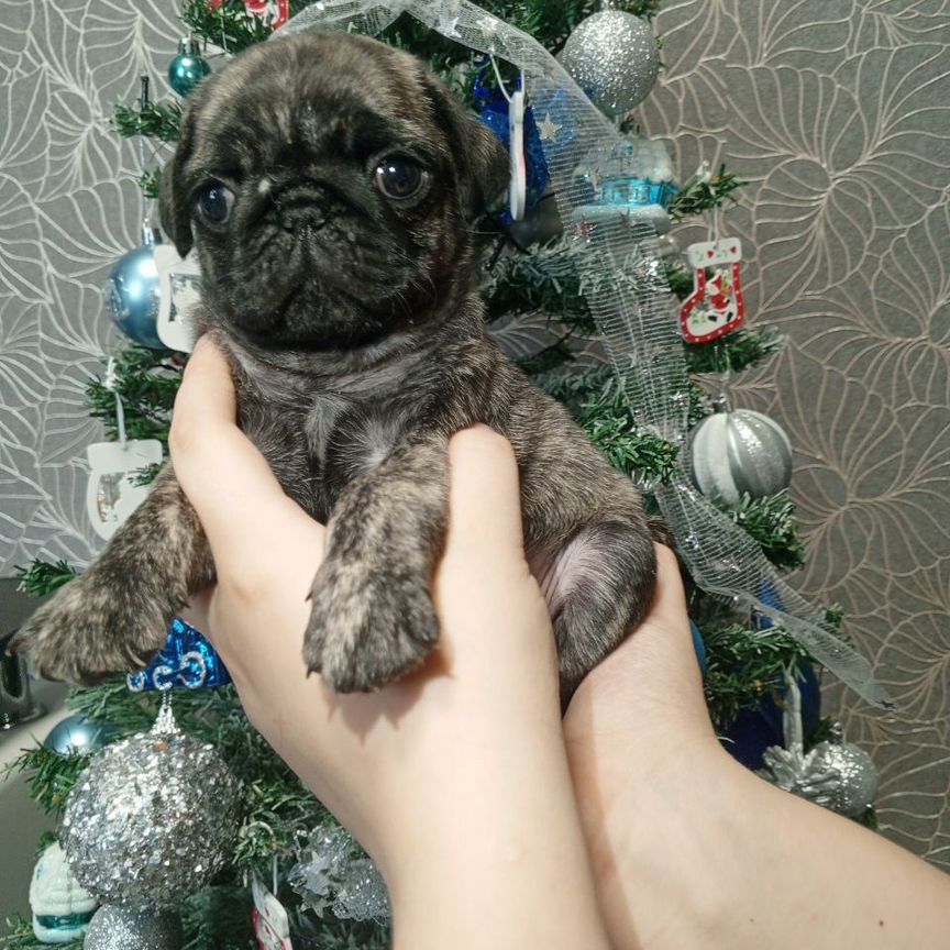 Рождественские мопсы