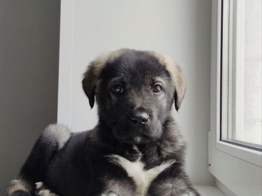 Щенок