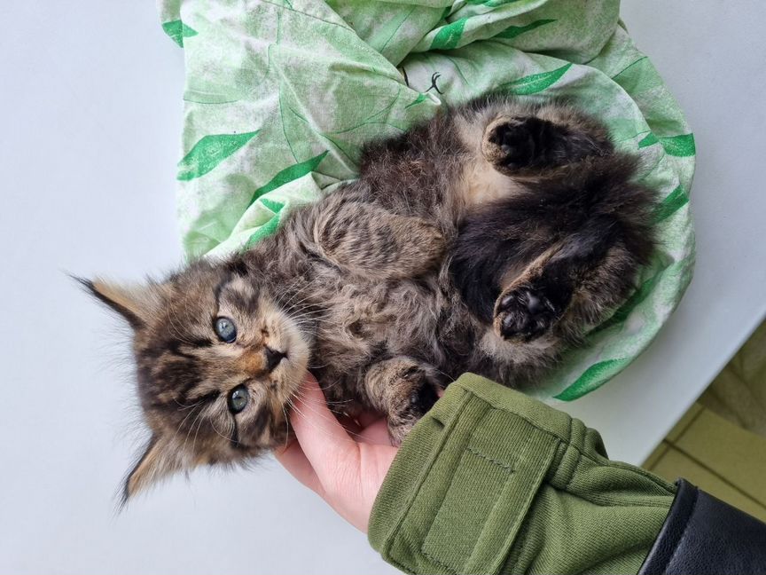 Сибирский котенок в дар бесплатно