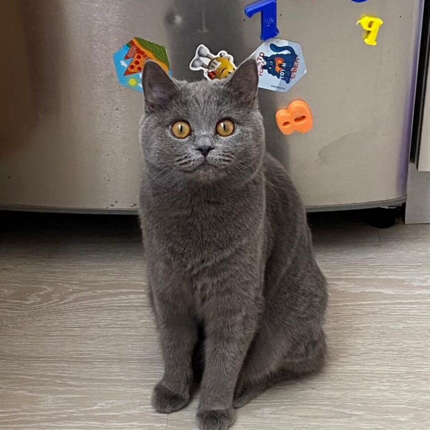 Британская