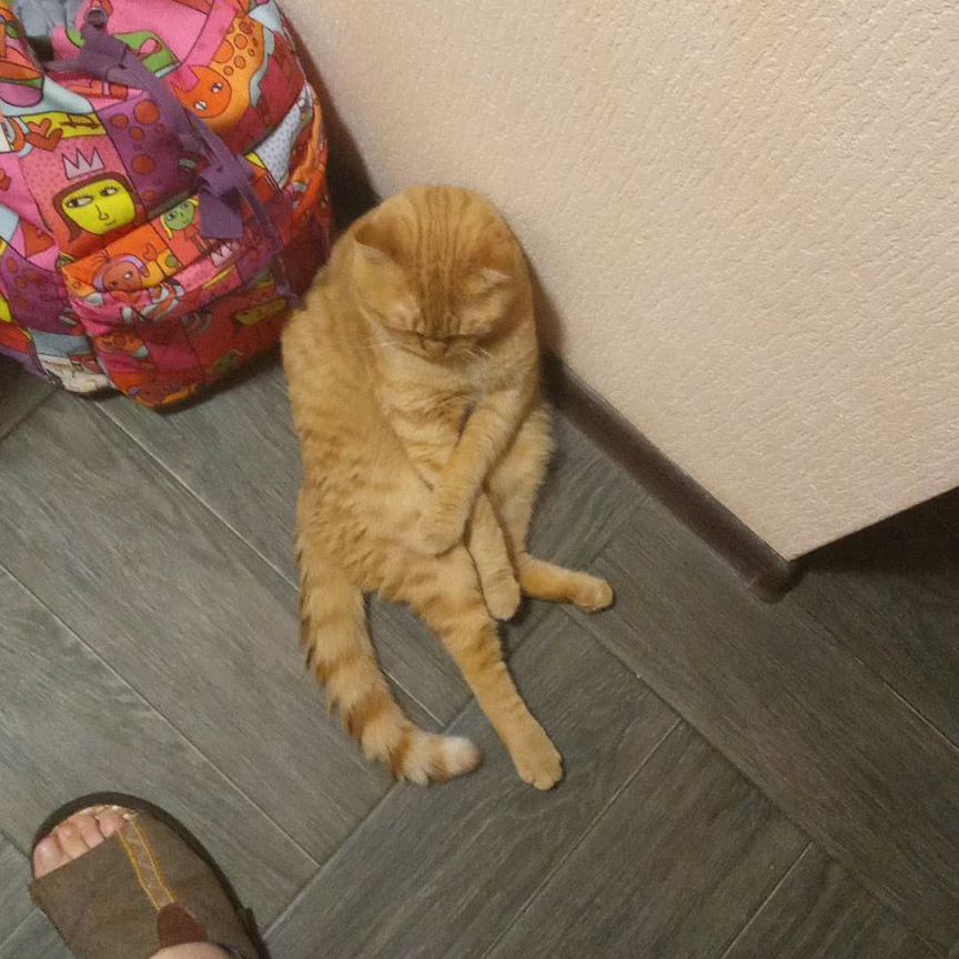 Отдаю кота в добрые руки